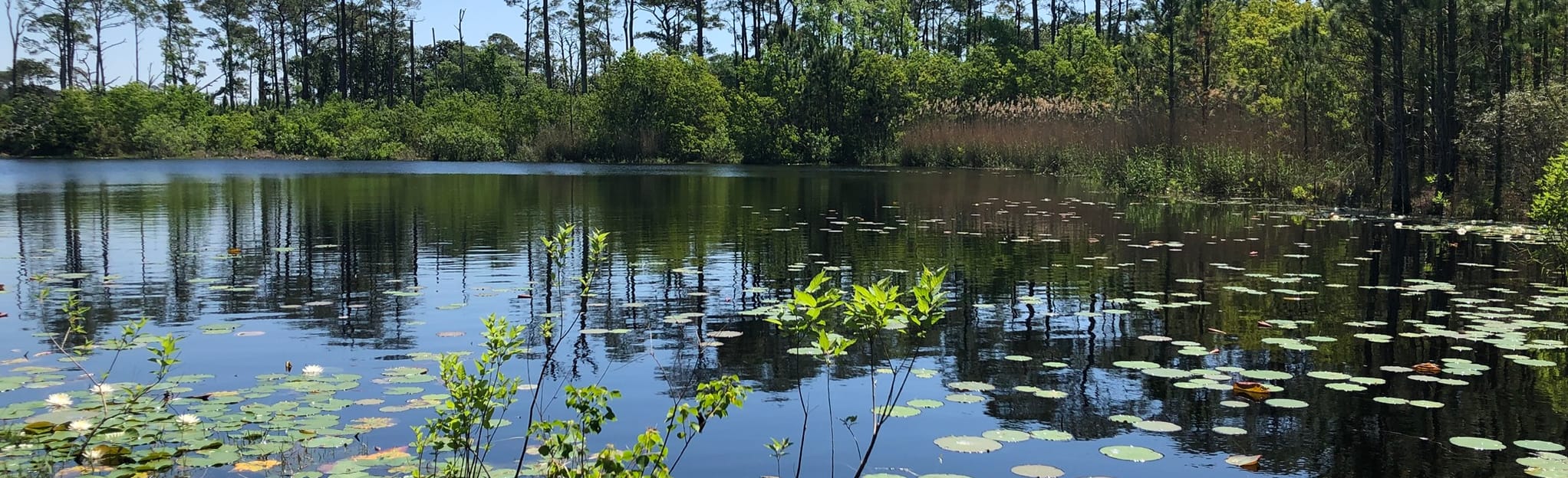 Dauphin Island Audubon Bird Sanctuary , 193 Fotos - Alabama | AllTrails