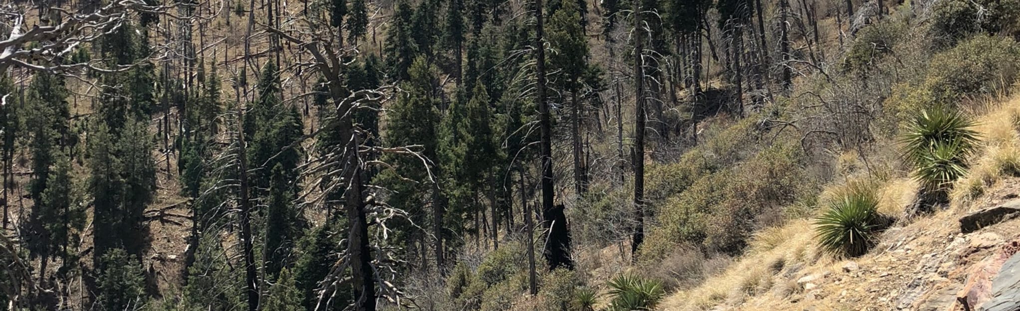 Butterfly Trail Out-and-Back, Arizona - 72 Reviews, Map | AllTrails
