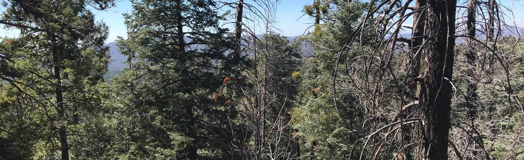 Spruce Mountain from Potato Patch, Arizona - 85 Reviews, Map | AllTrails