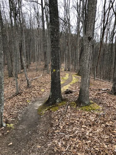 10 Best Hikes and Trails in Kanawha State Forest | AllTrails