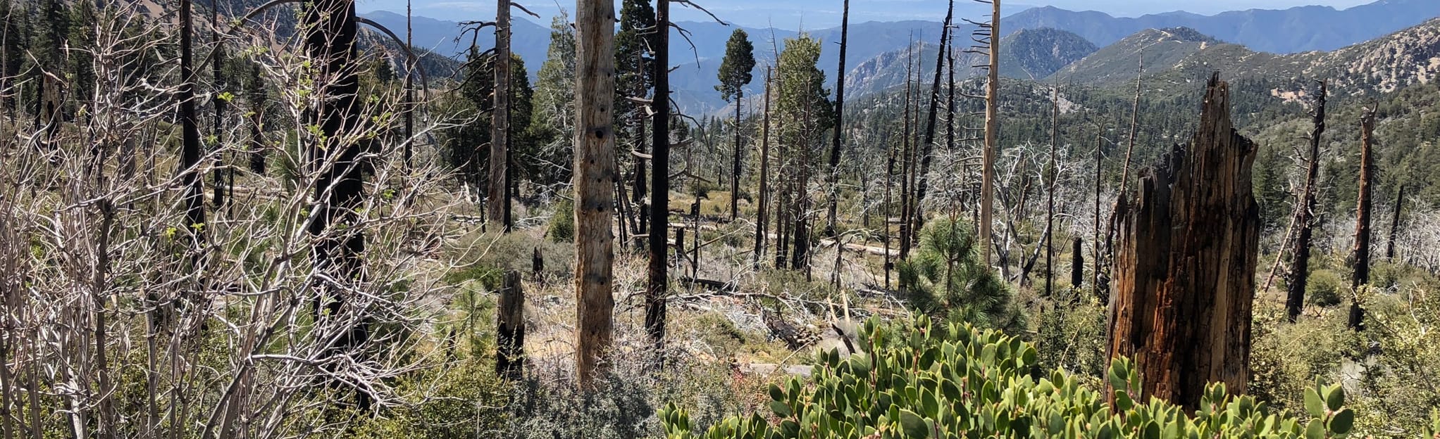 Crystal Lake to South Mt. Hawkins Trail, California - 171 Reviews, Map ...