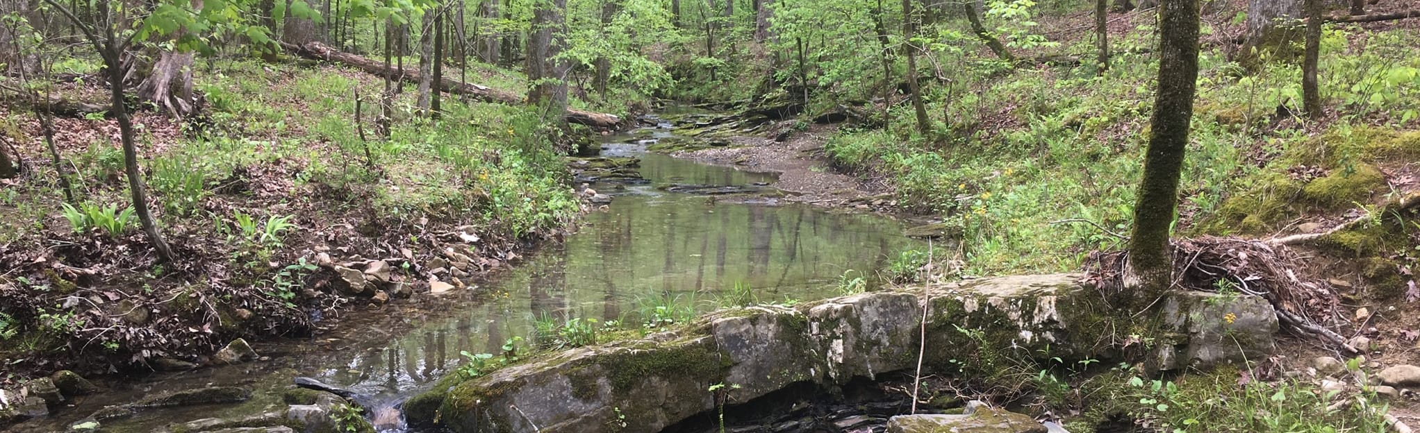 Charlton Trail to Lake Ouachita Vista Trail: 126 Reviews, Map ...