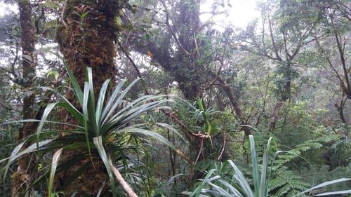 Best Hikes and Trails in Mount Isarog National Park | AllTrails