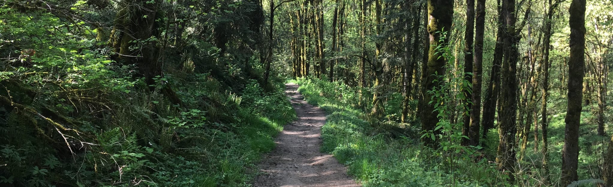 Wildwood and Leif Erikson Loop, Oregon - 347 Reviews, Map | AllTrails