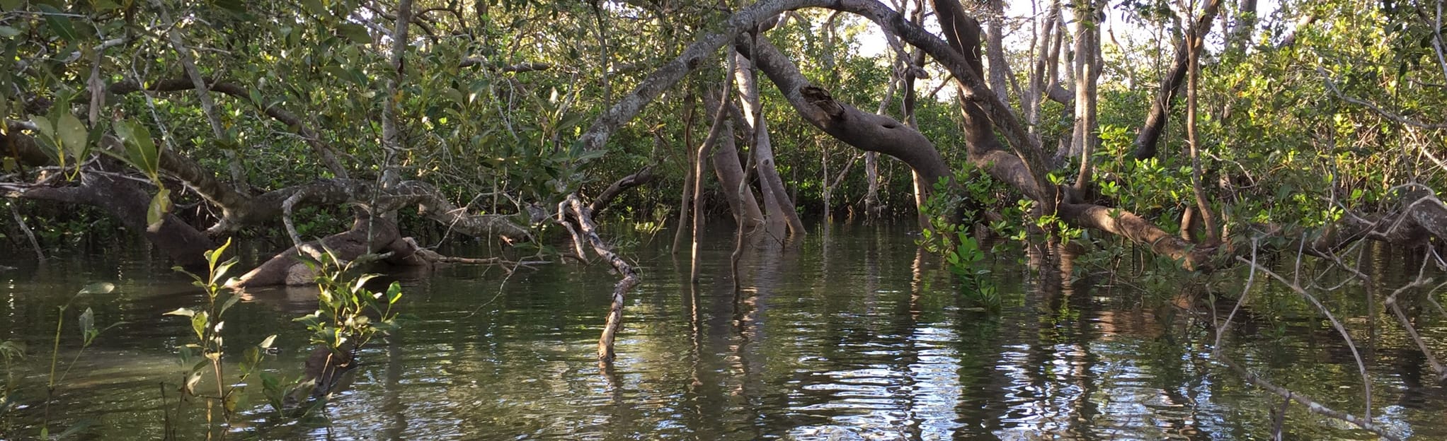 Tingalpa Creek Upstream Paddle from Lota Point Park: 6 fotos ...