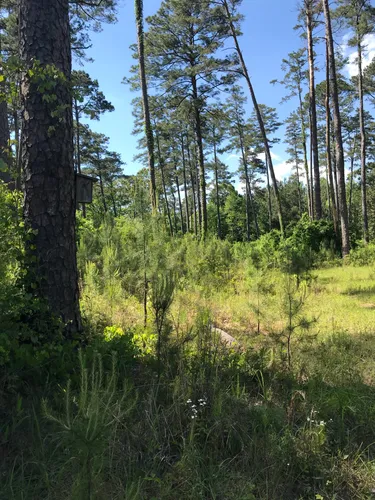 Best Hikes and Trails in Homochitto National Forest | AllTrails