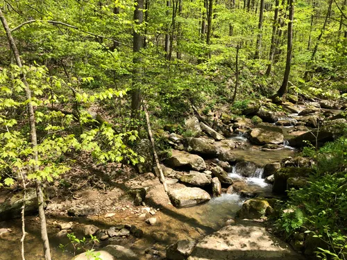 Best 10 Hikes and Trails in Frozen Head State Park | AllTrails