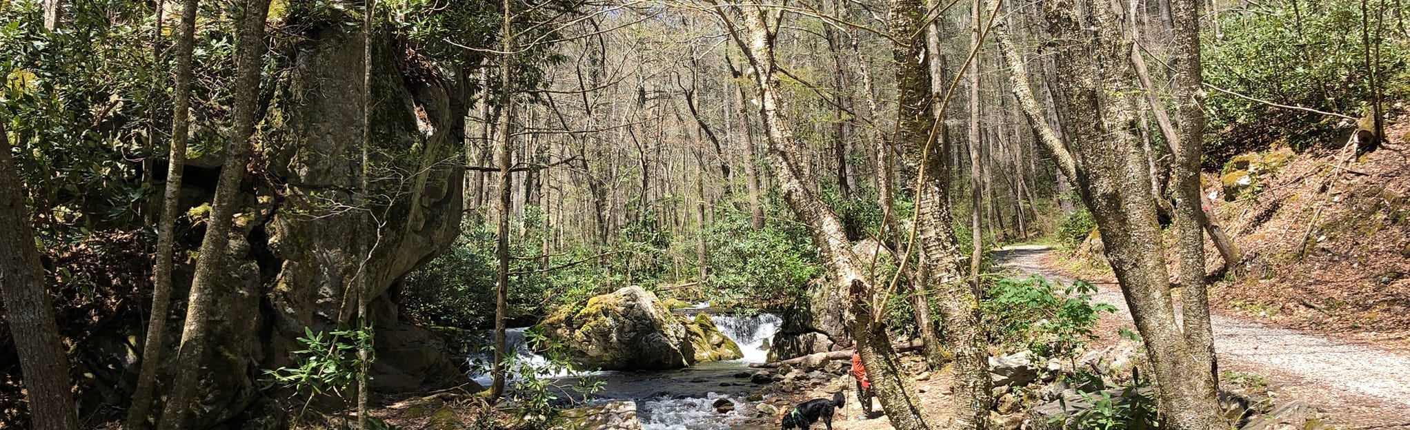 Snakeden Ridge Loop: 870 foto's - Tennessee | AllTrails