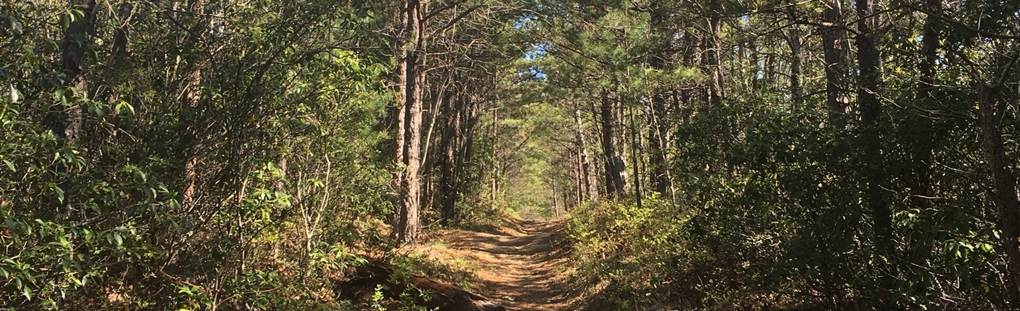 Lead Cove and Finley Cane Trail, Tennessee - 290 Reviews, Map | AllTrails