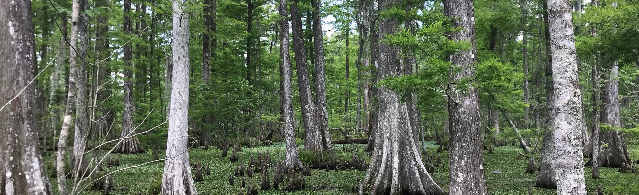 Christmas Road and Ring Levee Road Trail [CLOSED], Louisiana - 36 ...