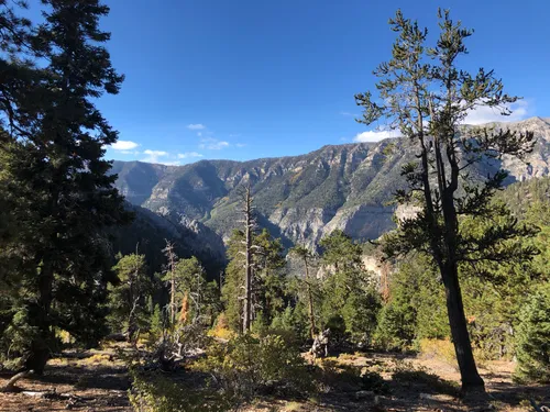 10 Best Hikes and Trails in Mount Charleston Wilderness | AllTrails