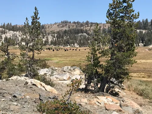 10 Best Backpacking Trails in Emigrant Wilderness | AllTrails