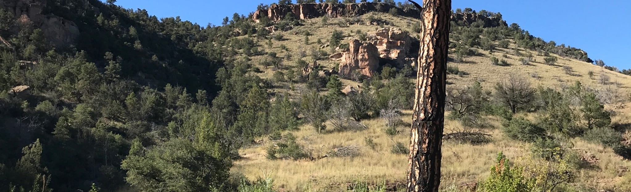 Middle Fork Gila River Trail: 52 Reviews, Map - New Mexico | AllTrails