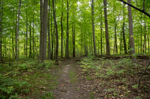 2023 Best 10 Walking Trails in Waterloo State Recreation Area | AllTrails