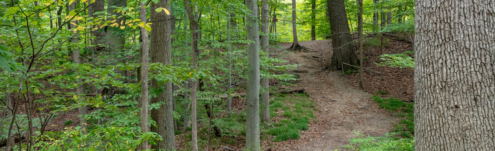 Waterloo Bog Trail, Michigan - 85 Reviews, Map | AllTrails