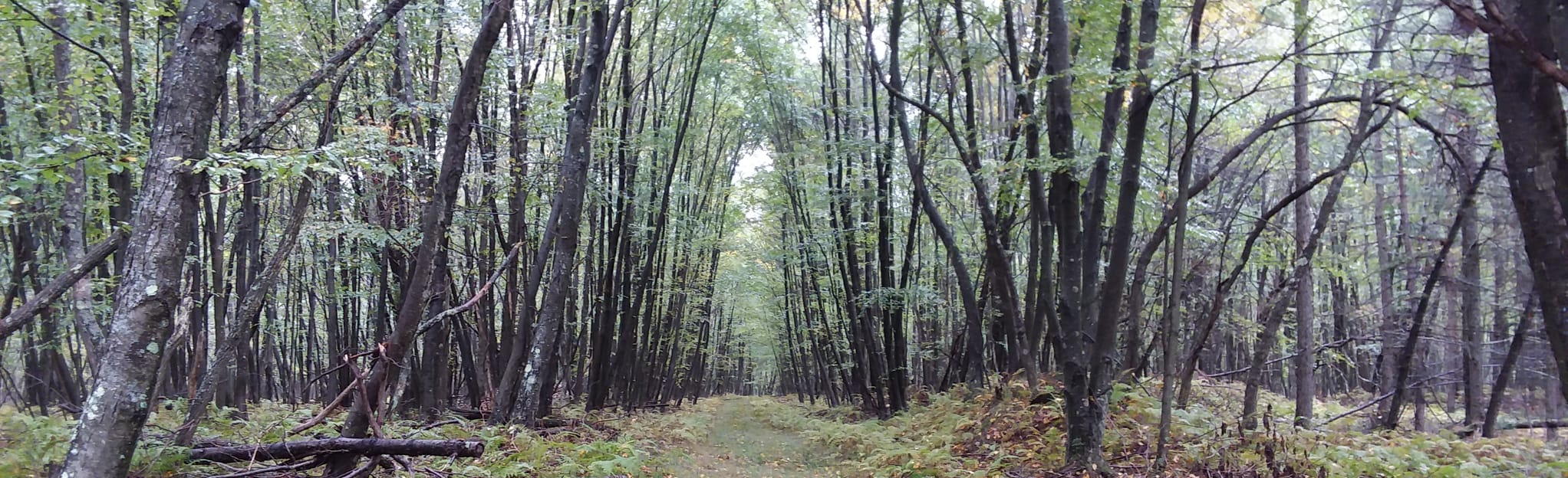 Gore Loop Trail : 4 Reviews, Map - Pennsylvania | AllTrails