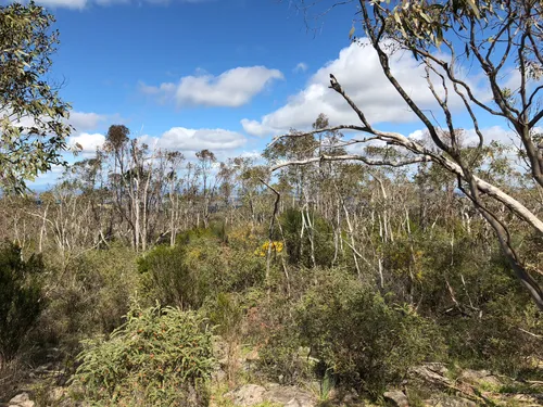10 Best Hikes and Trails in Warby-Ovens National Park | AllTrails