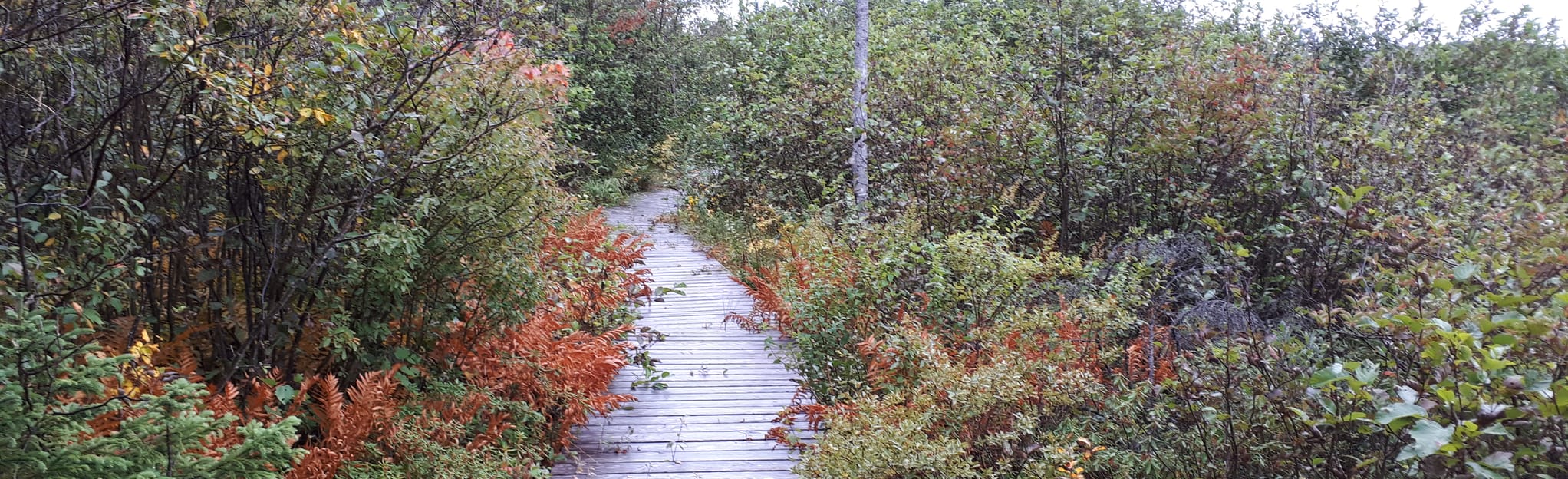 Dover Walking Trail and Nature Reserve: 8 Reviews, Map - Newfoundland ...