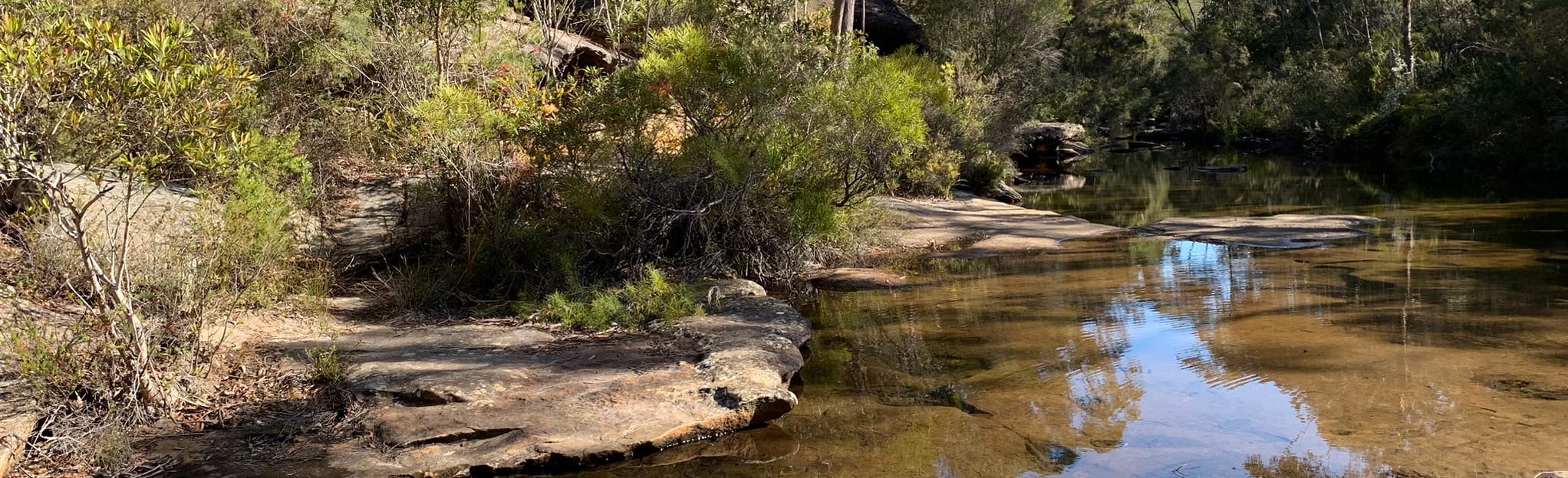 Karloo Track and Bottle Forest Trail Loop: 235 Reviews, Map - New South ...