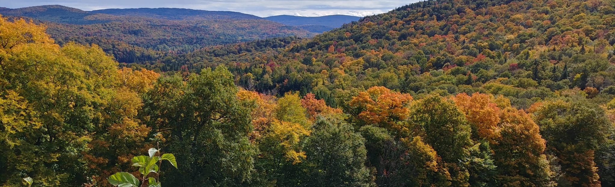 Old Forest Trail and Summit Trail: 673 bilder – Québec, Canada | AllTrails