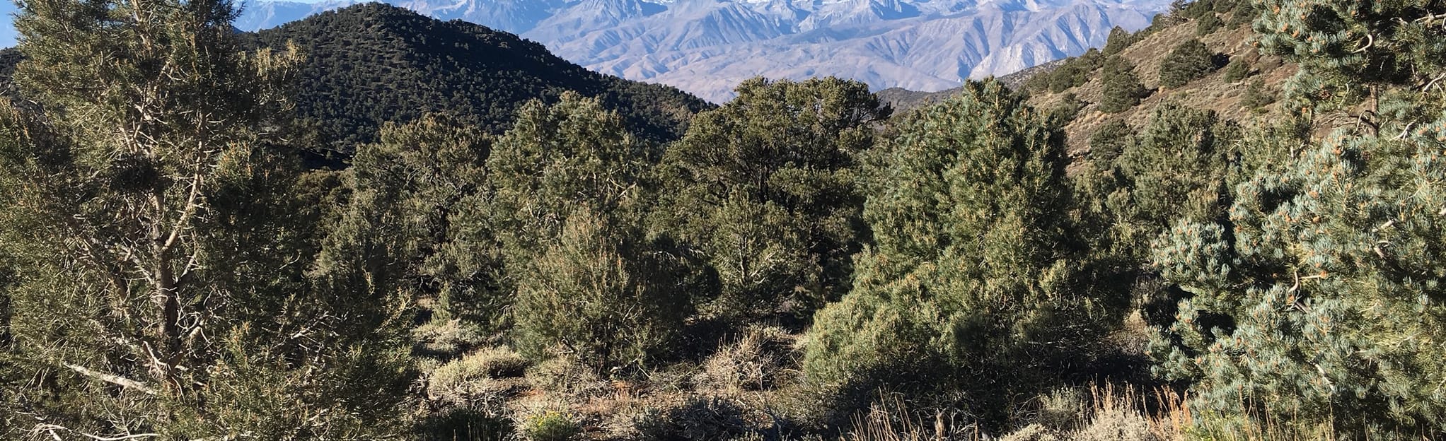 Poleta Canyon and Silver Canyon OHV Loop - California | AllTrails