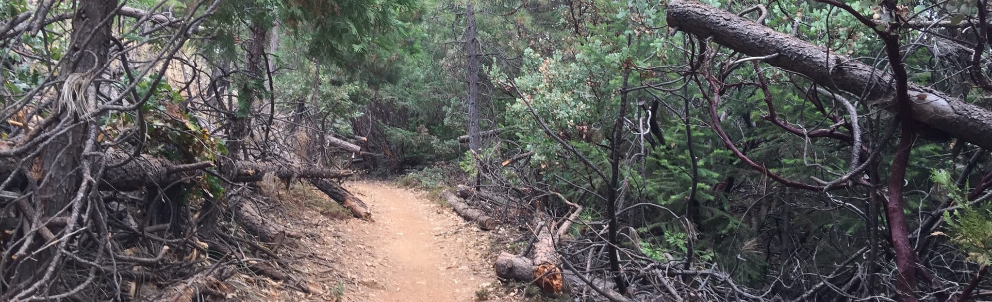 Blue Gouge Mine to Ferrari Mill Road Loop: 68 Reviews, Map - California ...