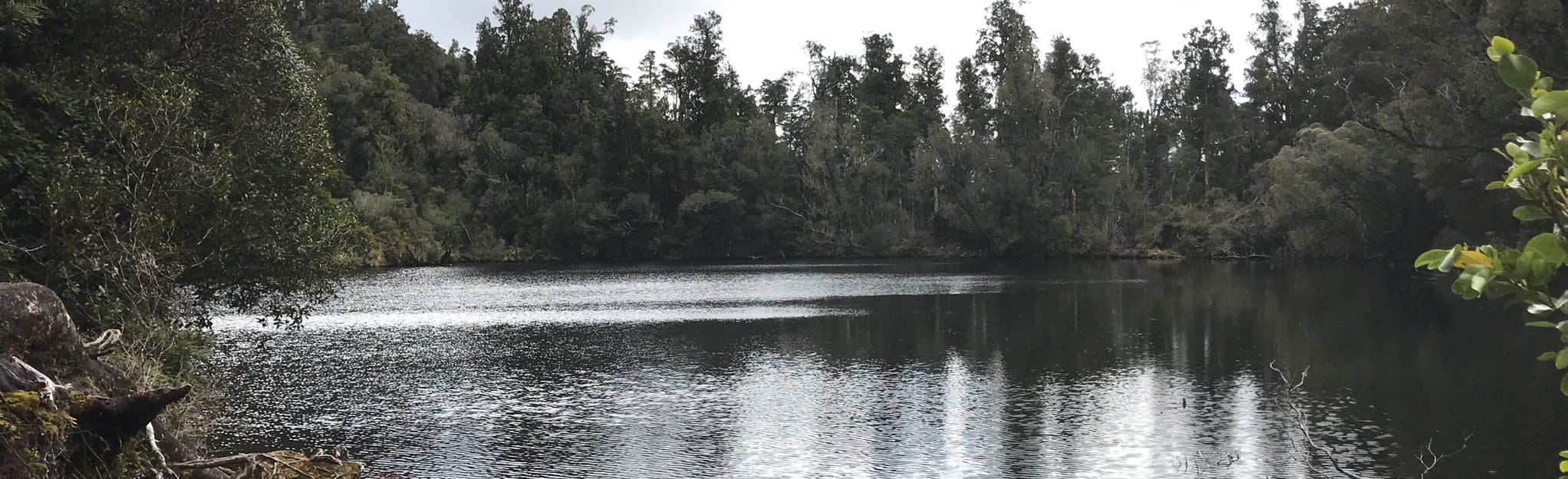 Lake Wombat Walk: 15 Reviews, Map - West Coast, New Zealand | AllTrails