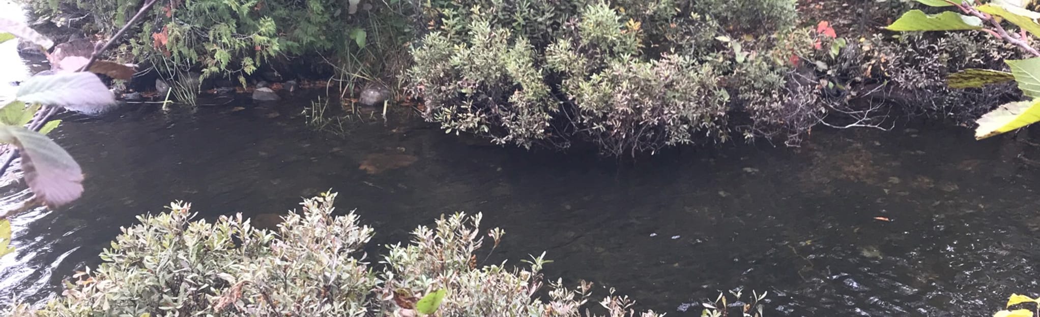 Hogback Lake Loop, Minnesota - 34 Reviews, Map | AllTrails