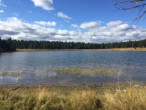 2023 Best Easy Trails in Cranbrook Community Forest Recreation Site ...