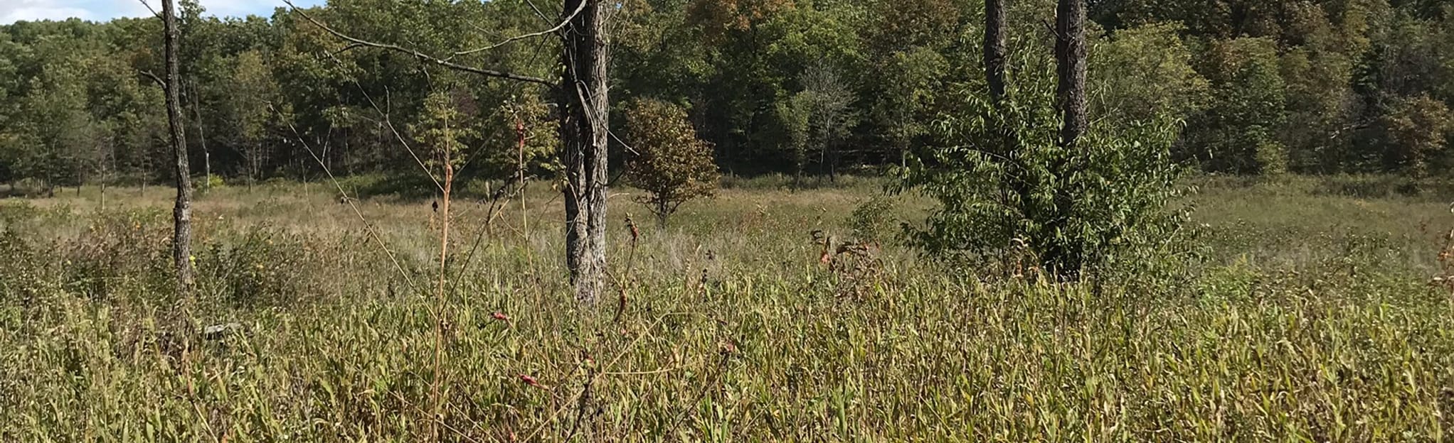 Kaintuck Hollow Acorn Section Trail: 99 Reviews, Map - Missouri | AllTrails