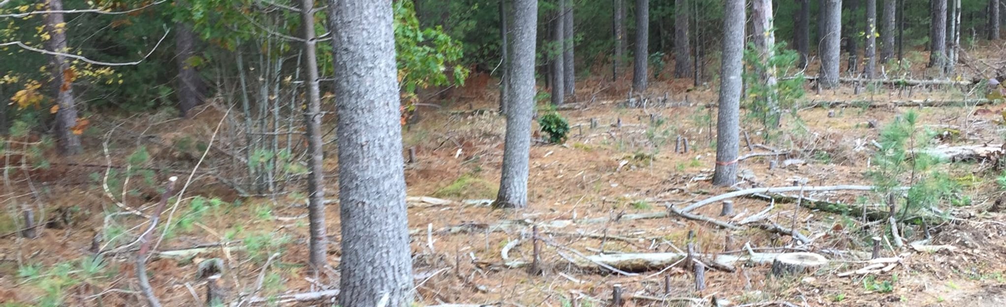 Simcoe County Forests: Museum Tract: 68 Reviews, Map - Ontario, Canada ...