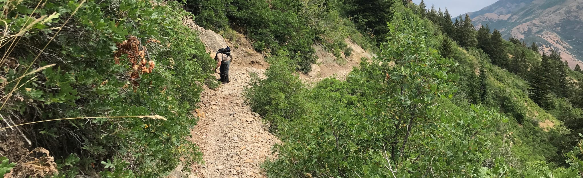 Shingle Mill Trail: 14 Reviews, Map - Utah | AllTrails