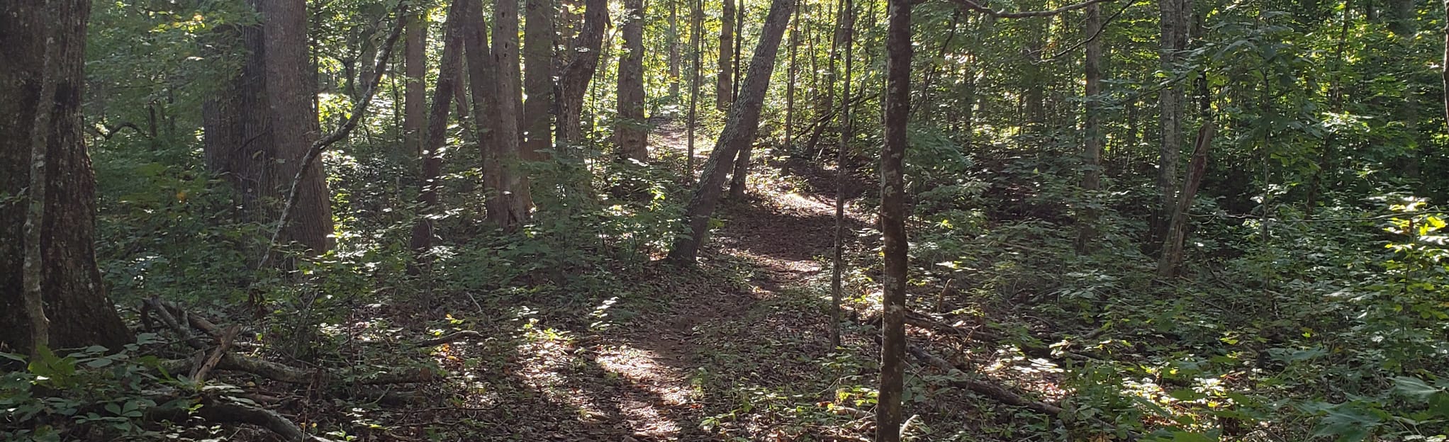 Rabbit Ridge and Rocky Cove Loop, North Carolina - 50 Reviews, Map ...