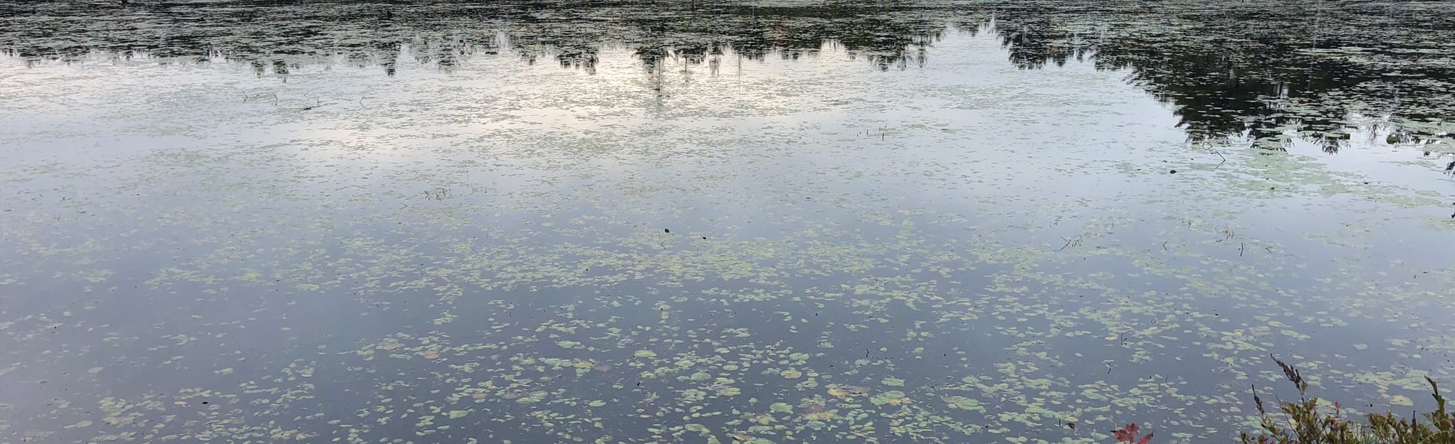 McCrae Lake North Trail, Ontario, Canada - 38 Reviews, Map | AllTrails