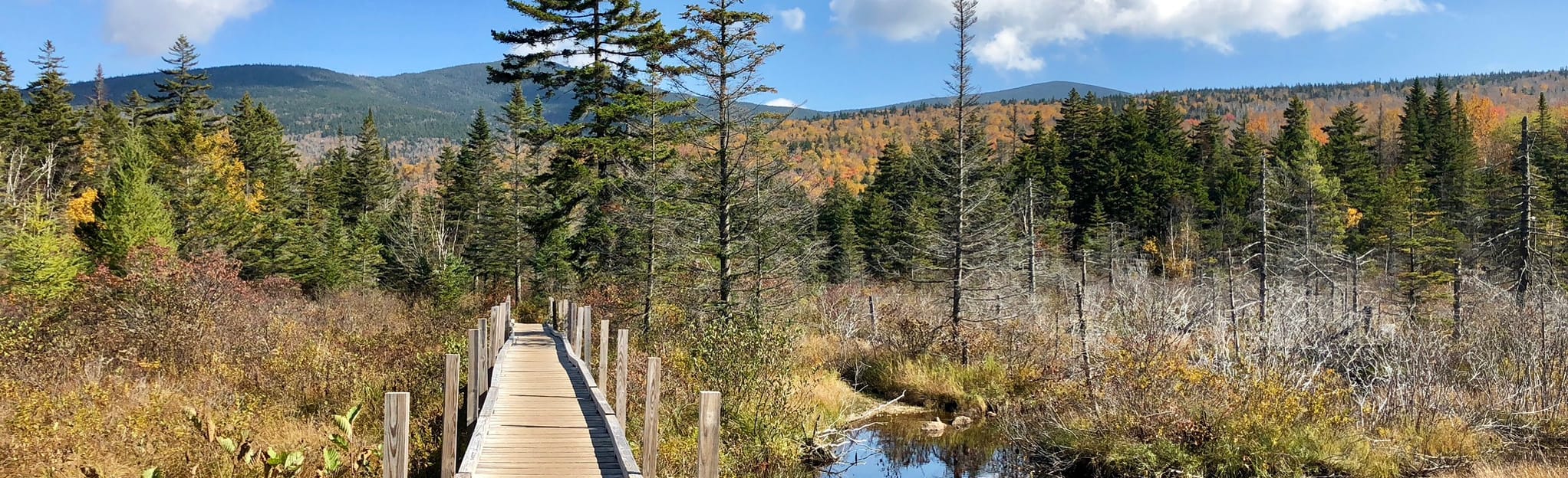 Hale Brook Trail and Zealand Trail Loop, New Hampshire - 269 Reviews ...