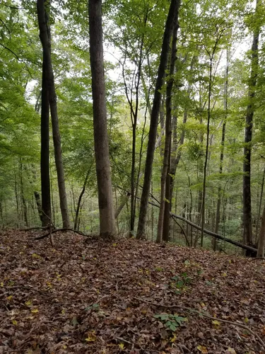 Best 10 Hikes and Trails in Yellowwood State Forest | AllTrails