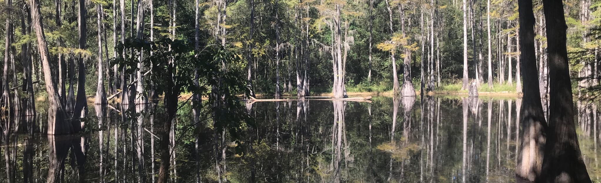 Mossy Pond Loop, Alabama - 11 Reviews, Map | AllTrails