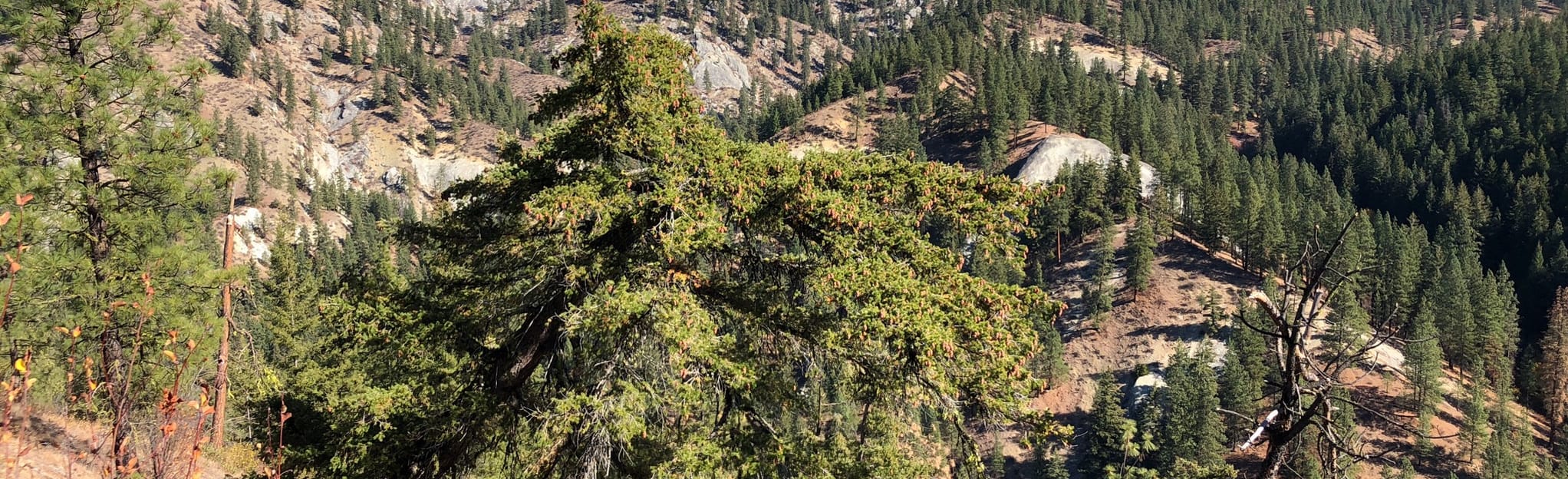 Mission Ridge Trail, Washington - 13 Reviews, Map | AllTrails