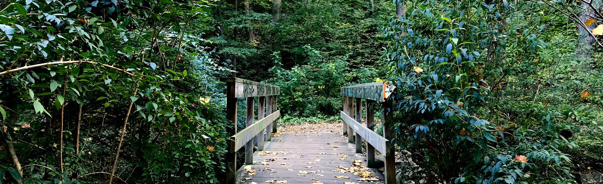 Moore Park Ravine Trail Loop: 867 Reviews, Map - Ontario, Canada ...