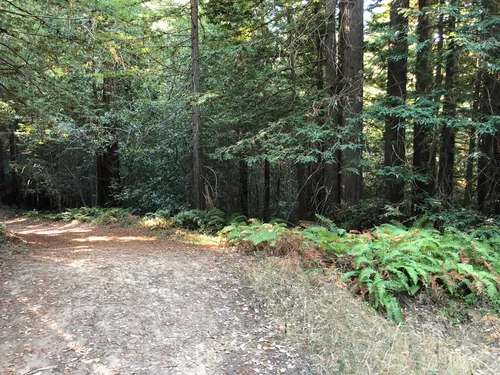 10 Best Hikes and Trails in Purisima Creek Redwoods Open Space Preserve ...