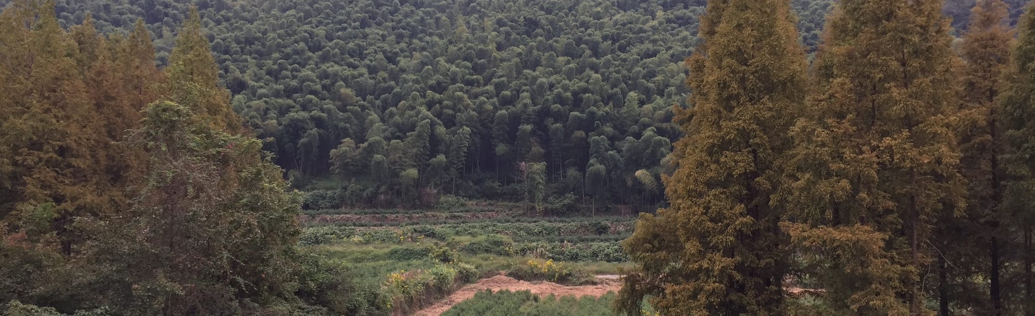 Tiantong Forest Loop, Zhejiang, China - 2 Reviews, Map | AllTrails