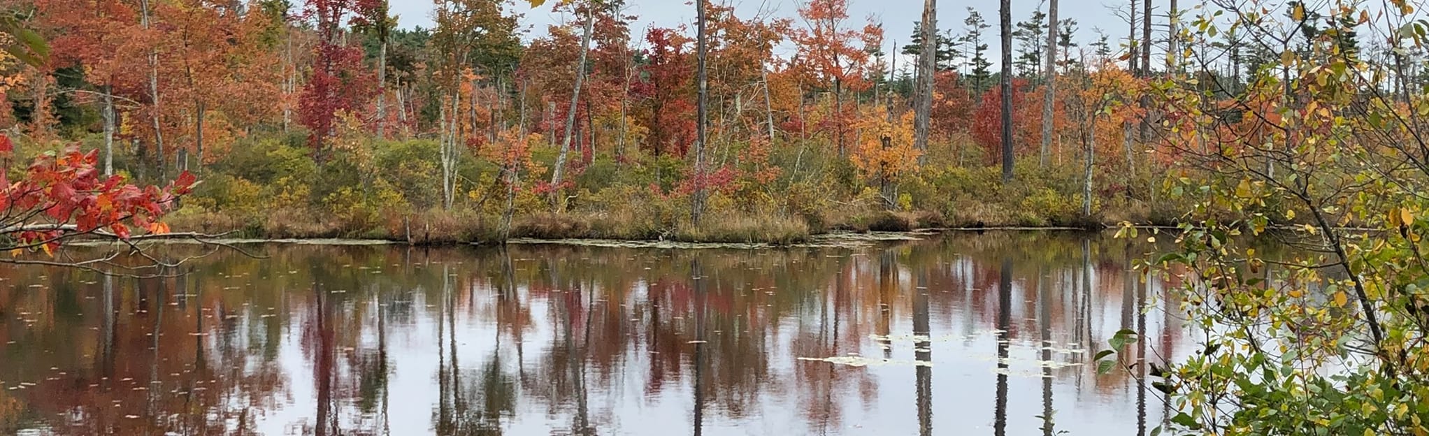 Cedar Swamp Trail , Massachusetts - 163 Reviews, Map | AllTrails