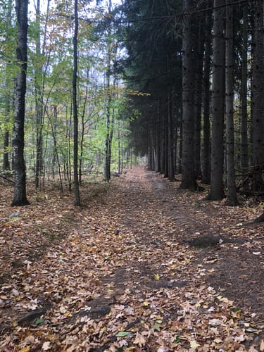 Best Hikes and Trails in Long Sault Conservation Area | AllTrails