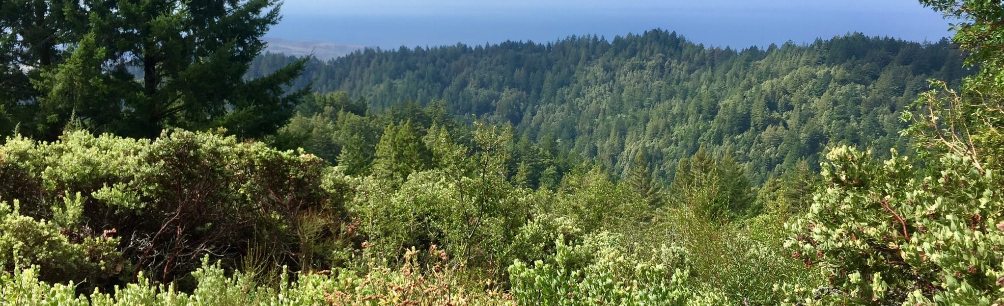 Tafoni and Fir Trail , California - 1,347 Reviews, Map | AllTrails