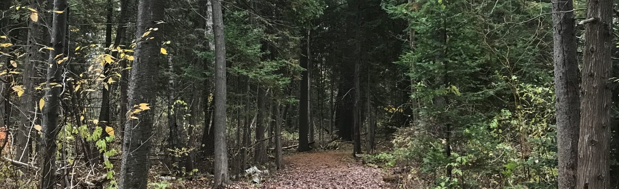 Rippon Tract & Pine River Recreational Trail: 108 Reviews, Map ...