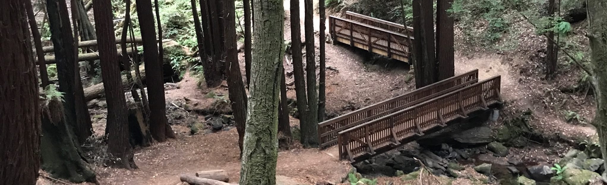 El Corte De Madera Loop- Tafoni Trail, Methuselah Trail, Gordon Mill ...