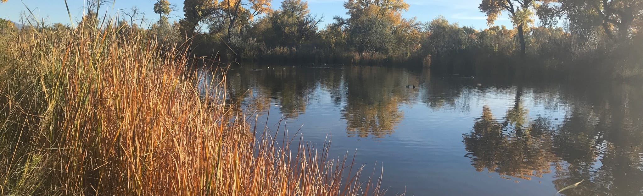 Rio Grande Bosque and Tingley Beach Loop | Map, Guide - New Mexico ...