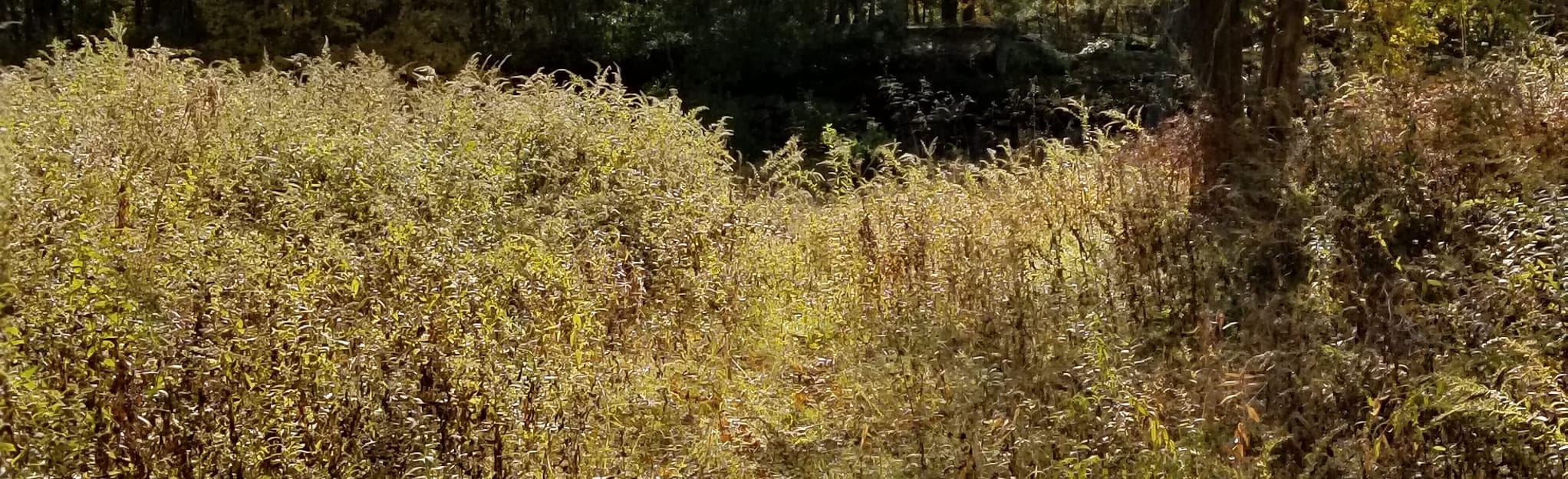 Chatfield Trail Loop: 475 Reviews, Map - Connecticut | AllTrails