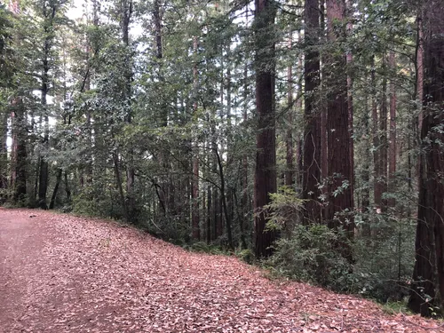 10 Best Trails and Hikes in Woodside | AllTrails