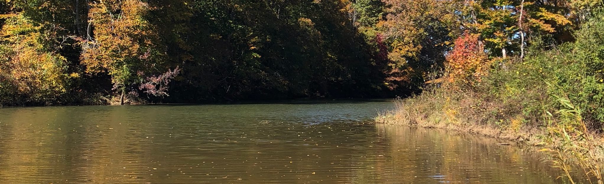 Treasure Tree and Beechwood Trail: 65 Reviews, Map - North Carolina ...